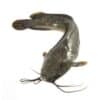 Hito (Catfish) - Market Fresh PH